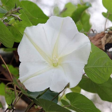 Datura Moonflower Tall Night Flowering White Ipomoea Alba Whit