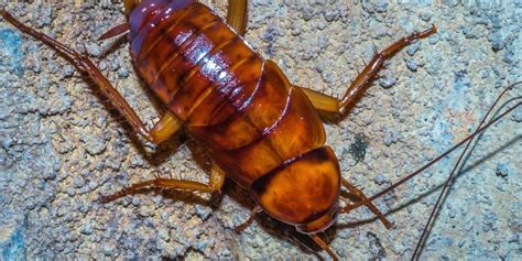 6 Differences Between Cockroaches And Beetles Flora Fauna Fun