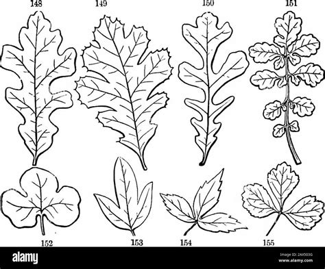 Pinnately Lobed Leaves Black And White Stock Photos Images Alamy