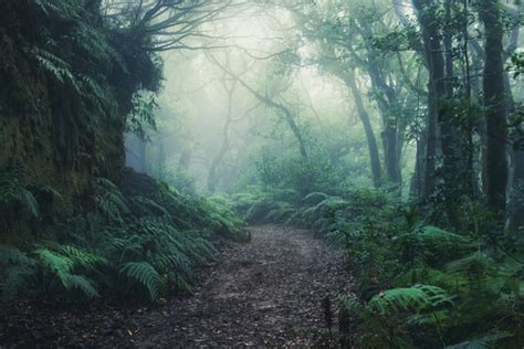 Beautiful Forest Pictures Rain Poster Foto Emerald Pool In The Lush