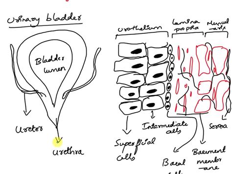Solved Part D Assessments Sketch A Cross Section Of A Ureter And