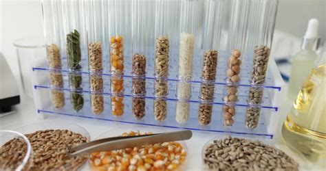 Test Tubes With Cereals And Grains Of Breeding Plants And Microscope In