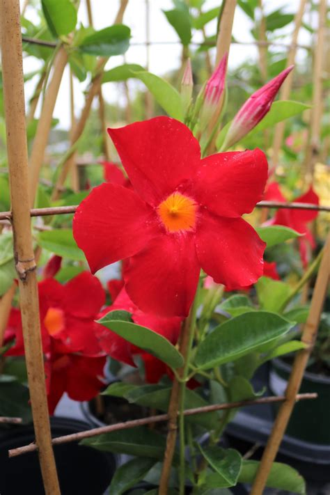 Essential Mandevilla Care Tips Pinders Nursery Blog