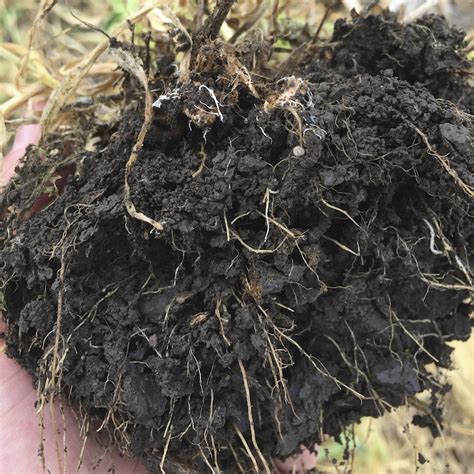 Breaking Through To The ‘root Cause Of Compacted Soil