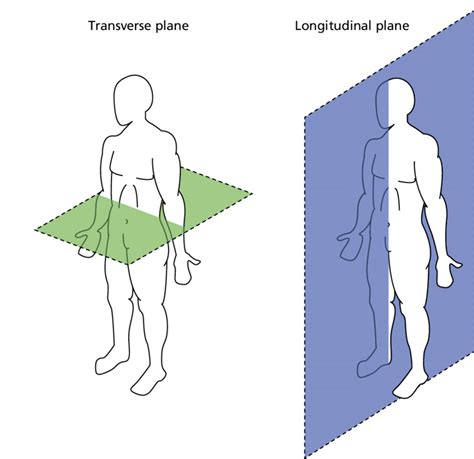 Longitudinal And Transverse Section Vrogue Co