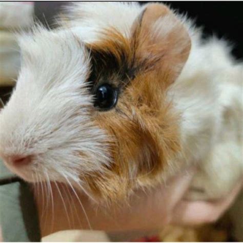 Jual Marmut Jenis Abysinan Marmut Rambut Jabrik Shopee Indonesia