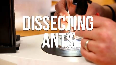 Dissecting Ants Field Museum