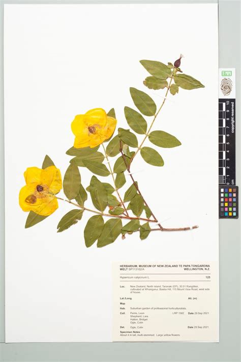 Hypericum Patulum