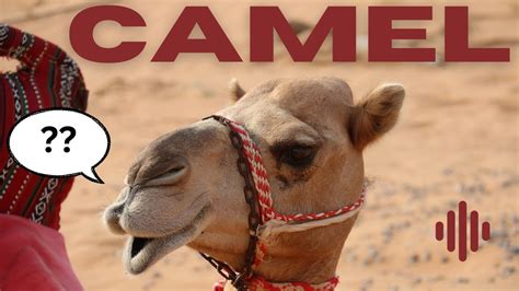 Camel Sound Youtube