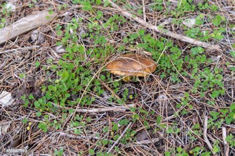 어린 식용 버섯 미나리 아재비는 이스라엘 북부의 Safed 도시 근처의 침엽수 림에서 풀과 바늘 층을 통과합니다 0명에 대한 스톡 사진 및 기타 이미지 Istock