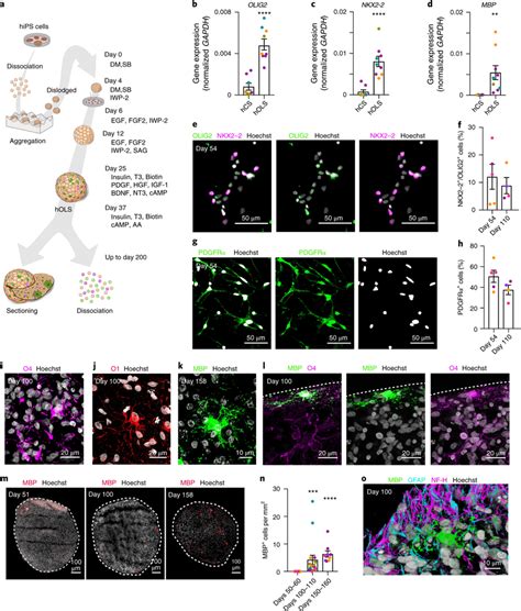 Characterization Of Hols Derived From Hips Cell Lines A Schematic For