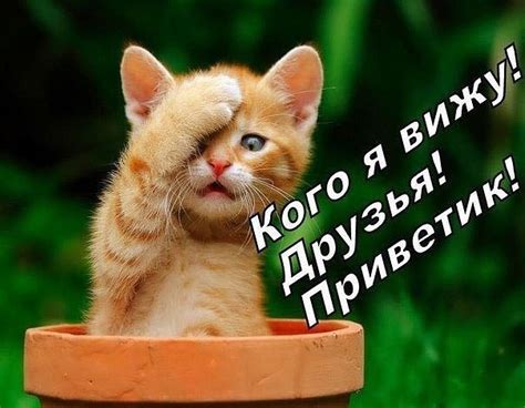 Фото с надписью всем привет