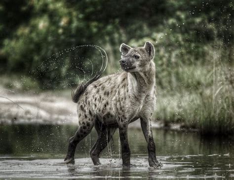 Hyena Pseudopenis Why Female Spotted Hyenas Have A Fake Penis