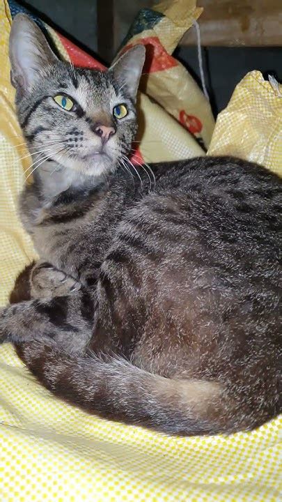 Borring Cat Cat Trend Shortvideo Youtubeshorts Catlover Shorts