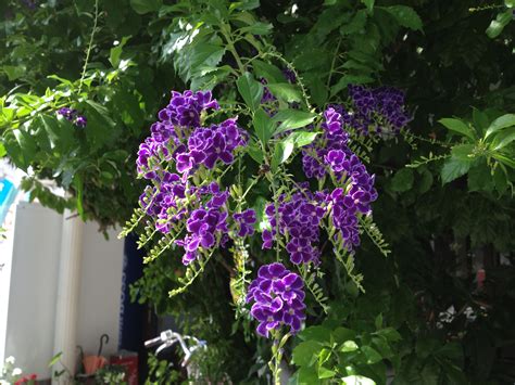 Duranta Brazilian Skyflower 20120906 Kagurazaka Shinjuku Ku Tokyo