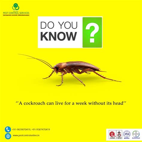 Did You Know Amazing Fact On Cockroach Pest Control Cockroaches Pests