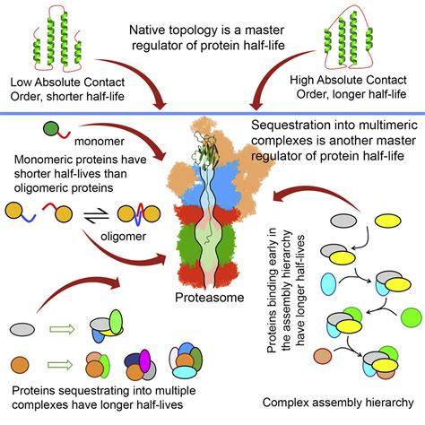 Topology And Oligomerization Of Mono And Oligomeric Proteins Regulate