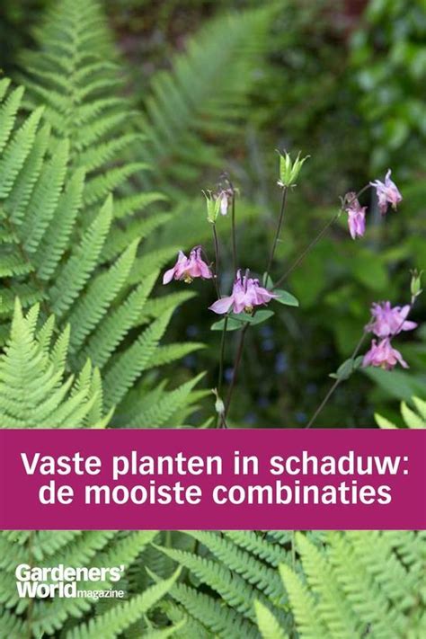Heb Je Nog Een Schaduwplekje In De Tuin Over En Weet Je Niet Wat Je Daar Kunt Planten Combineer