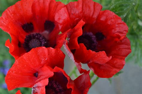 How To Grow The Oriental Poppy Papaver Orientale The Garden Of Eaden