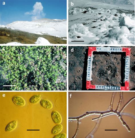 13 Life On Geothermal Ground Close To The Summit Of Two Antarctic