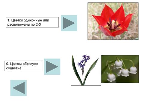 Школьный атлас-определитель цветковых растений - презентация онлайн