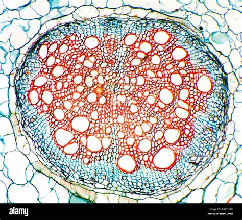 Tomato Root Light Micrograph Of A Transverse Section Through The