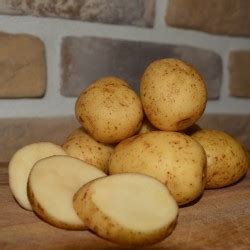 Сорт картофеля «Янка» – описание и фото