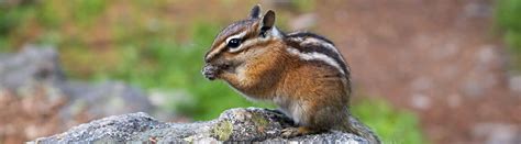 11 Chipmunk Facts About The Cheeky Creature