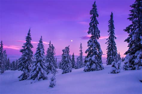Forest Winter Landscapes