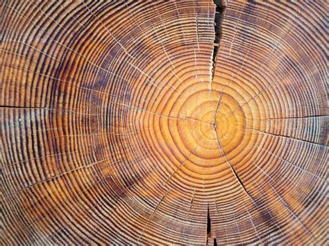 Tree Rings Reveal How Ancient Forests Were Managed Eos