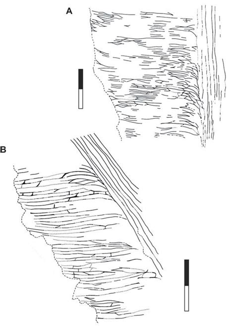 Drawings Of Described Glossopteris Leaves A Specimens Of Download Scientific Diagram