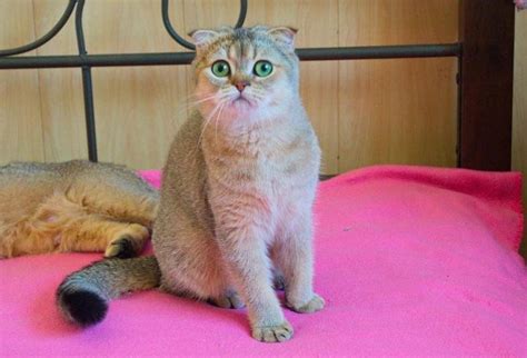 Шотландская вислоухая кошечка купить в Санкт Петербурге цена 6 000 руб дата размещения 15