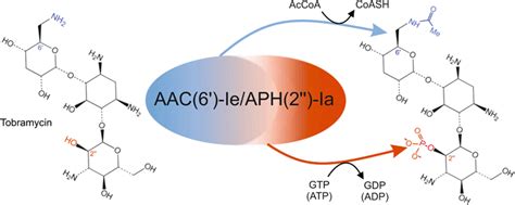 The Bifunctional Aac 6′ Ie Aph 2″ Ia Enzyme Has Two Active Domains
