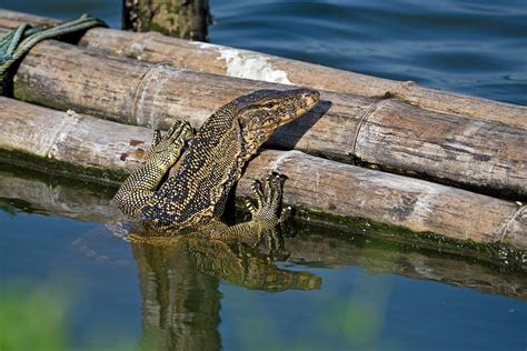 Asian Water Monitor Photograph By Robert Kennett Pixels
