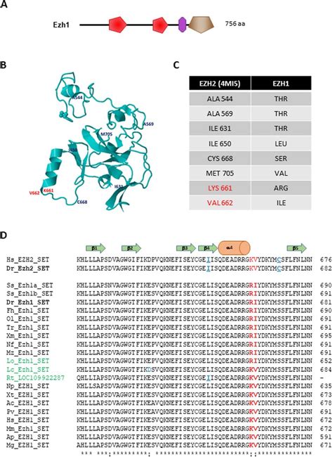 Structure Of Ezh1 And Its Set Domain A Schematic Representation Of Download Scientific