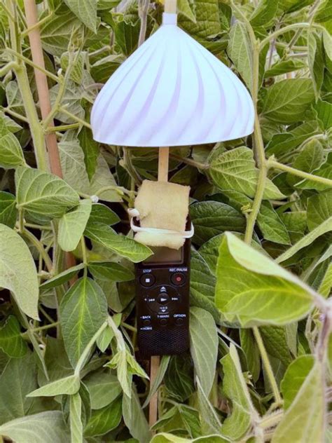 Audio Recorder In Soybeans 193 194 Audio Processing 195 Audio Files Download Scientific