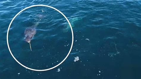 마침내 엄니의 목적을 드러낸 일각고래