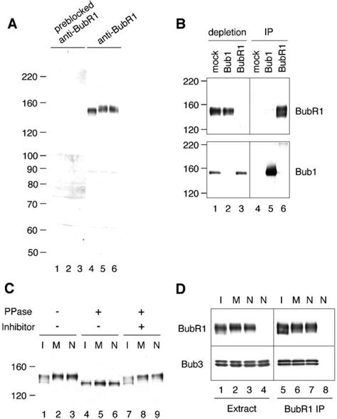 Bubr1 Is A Phosphoprotein Associated With Bub3 A Specificity Of The