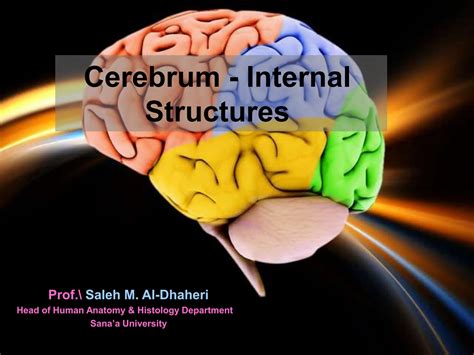 Cerebruminternzzzzzzzzzzzzal Structureppt