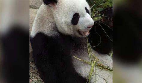 هنا لبنان دب باندا يتغلب على التوتر بين الصين وتايوان ما القصة؟