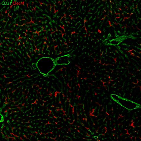 Human Mouse Rat Cd31 Pecam‑1 Antibody Af3628 Bio Techne