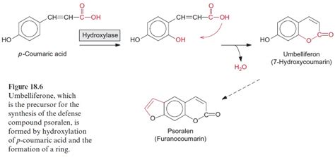 Monooxygenases Are Involved In The Synthesis Of Phenols