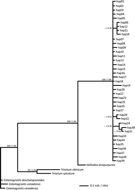Phylogram Obtained From Bayesian Inference Bi Of The Combined
