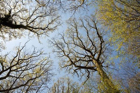 树冠在美丽的光线下高清图片下载 正版图片506993634 摄图网