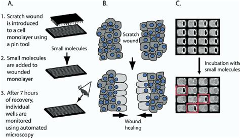 High Throughput Screening Using A Scratch Wound Healing Assay A