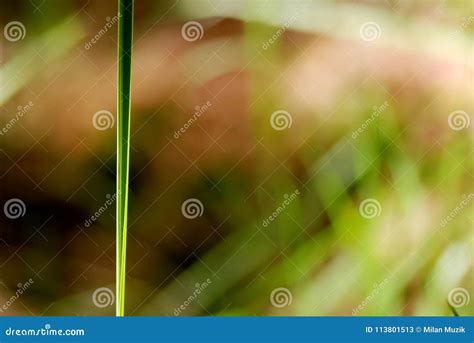 Macro Blade Of Grass Stock Image Image Of Plant Shadow 113801513