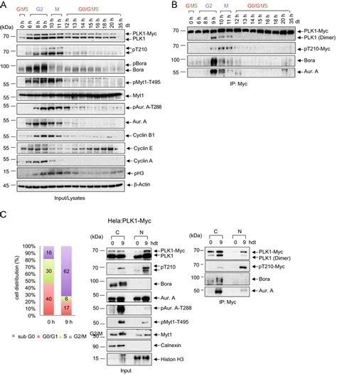 Dimerization Of Plk1 In Space And Time During The Cell Cycle A