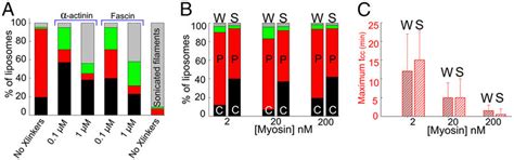 Effect Of Membrane Anchoring And Actin Cortex Cross Linking On Cortex