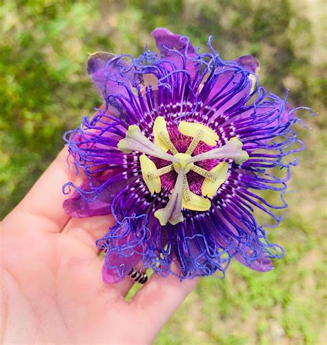 Wild Passion Flower Rwildflowers