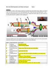 DNA Replication And Mitosis Lab Report Docx BSC L DNA Replication And Mitosis Lab Report